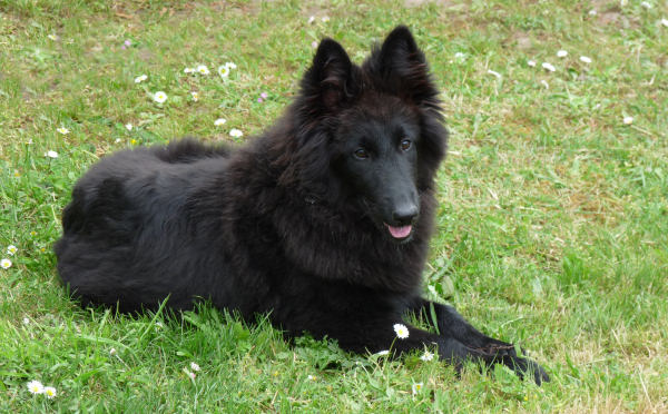Berger Belge Groenendael - Elevage du Domaine de la Noblerie